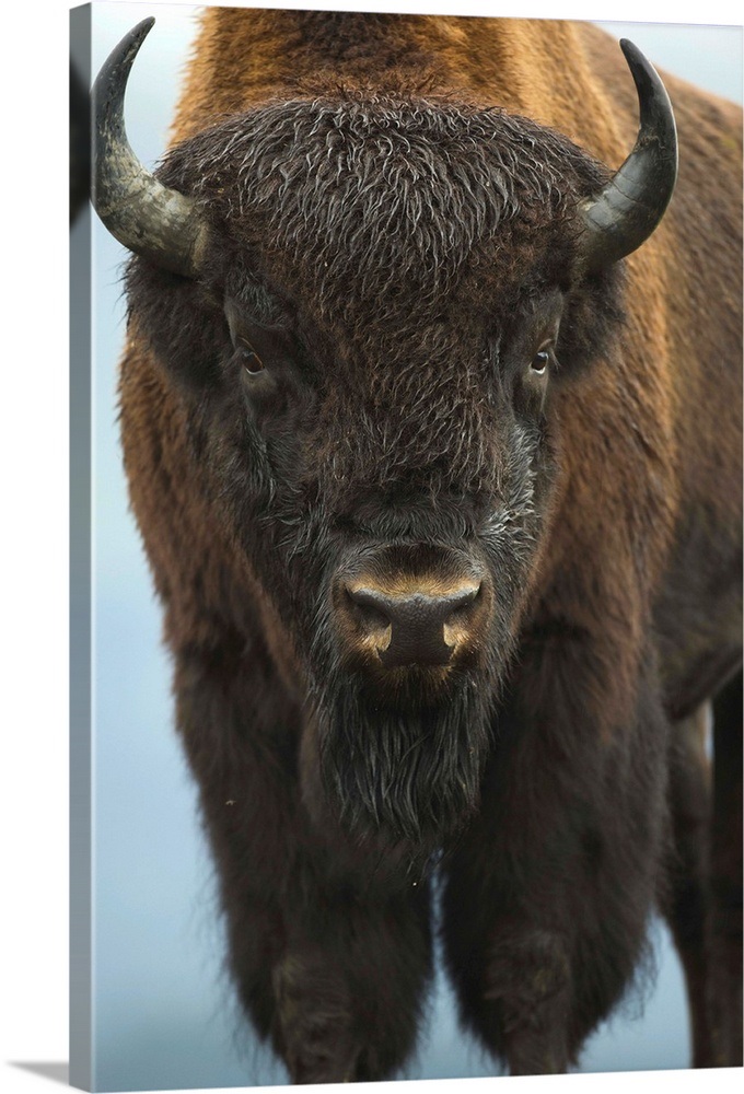 Wood Bison Bull Standing At Alaska Wildlife Conservation Center ...