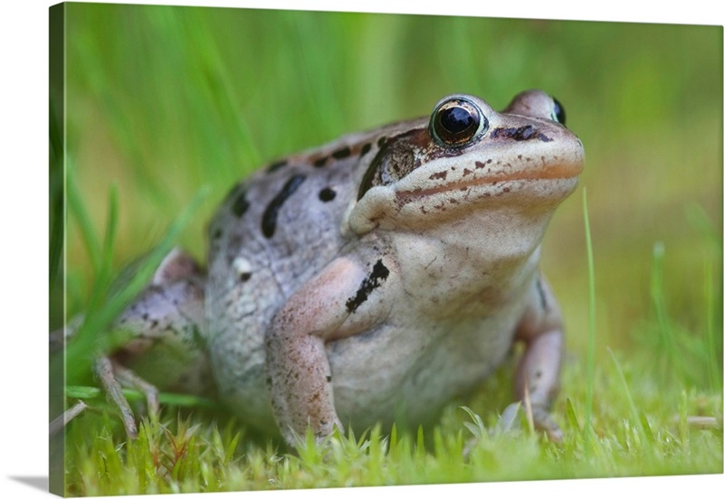 Wood Frog On The Copper River Delta During Summer, Southcentral Alaska ...