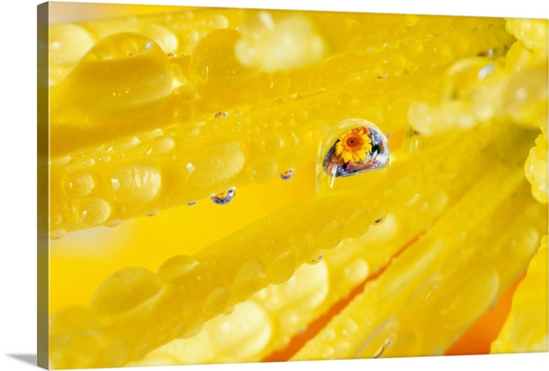 Yellow Flowers Reflected In Dew Drop | Great Big Canvas