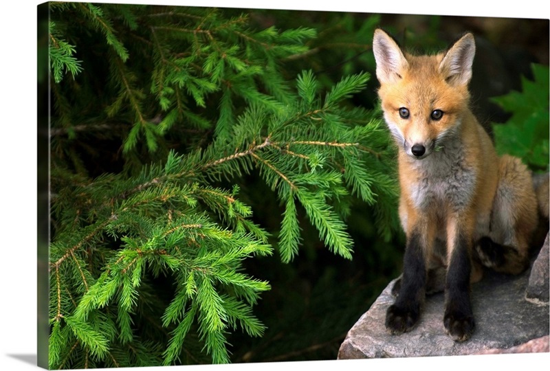 Young Red Fox On A Rock With Evergreen In Background, Ontario, Canada ...