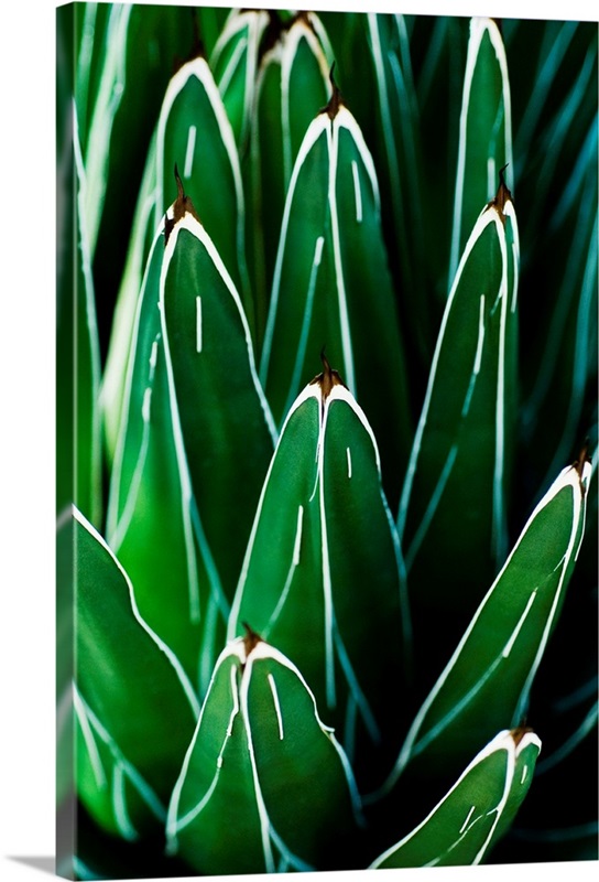 Yucca Plant (Yucca Filamentosa), Close-Up Of Patterns In Leaves | Great ...
