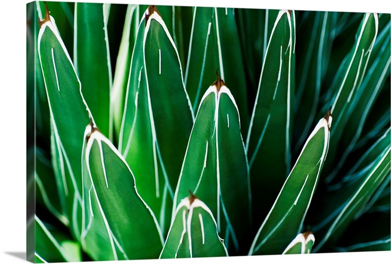 Yucca Plant (Yucca Filamentosa), Close-Up Of Patterns In Leaves | Great ...