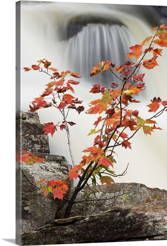 Elements of Fall | Great Big Canvas