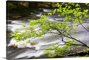 Spring Leaves Wall Art, Canvas Prints, Framed Prints, Wall Peels ...