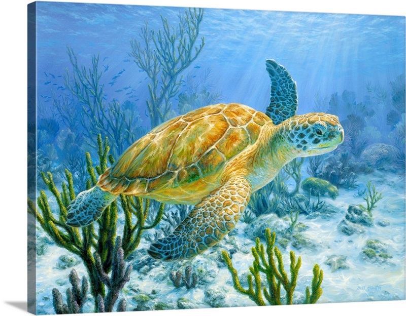 Ancient Mariner - Green Sea Turtle | Great Big Canvas