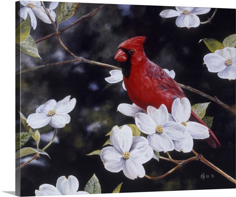 Carolina Spring - Northern Cardinal | Great Big Canvas