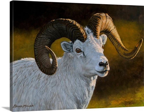 Dall Sheep Wall Art, Canvas Prints, Framed Prints, Wall Peels | Great ...