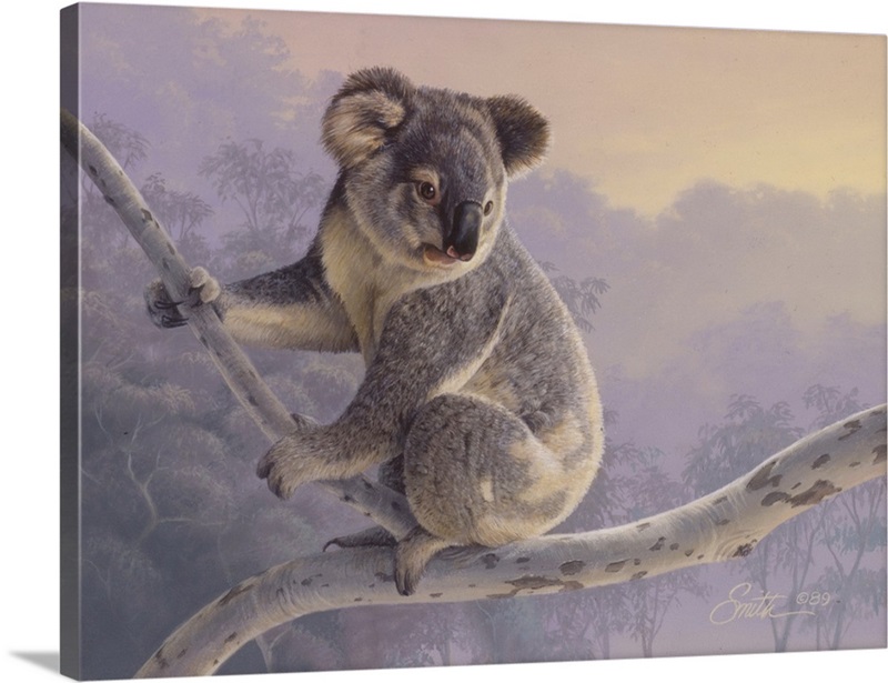 Morning Light - Koala | Great Big Canvas