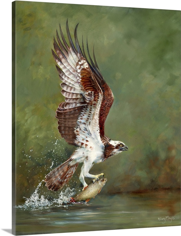 Osprey | Great Big Canvas