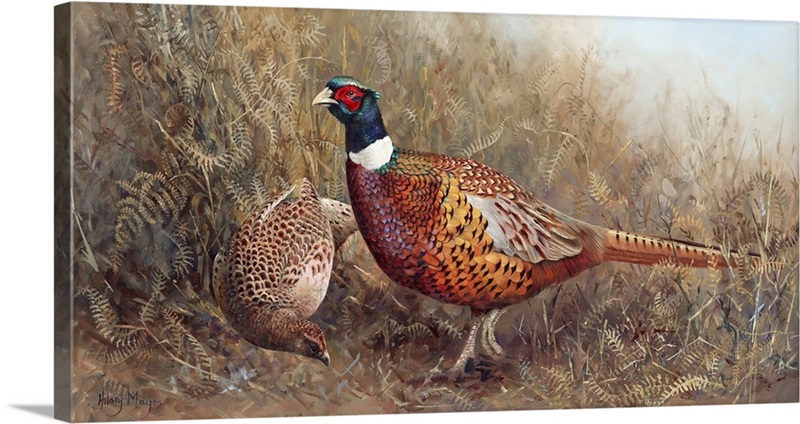 Pheasant | Great Big Canvas