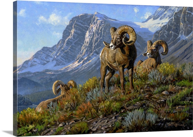 Rams | Great Big Canvas