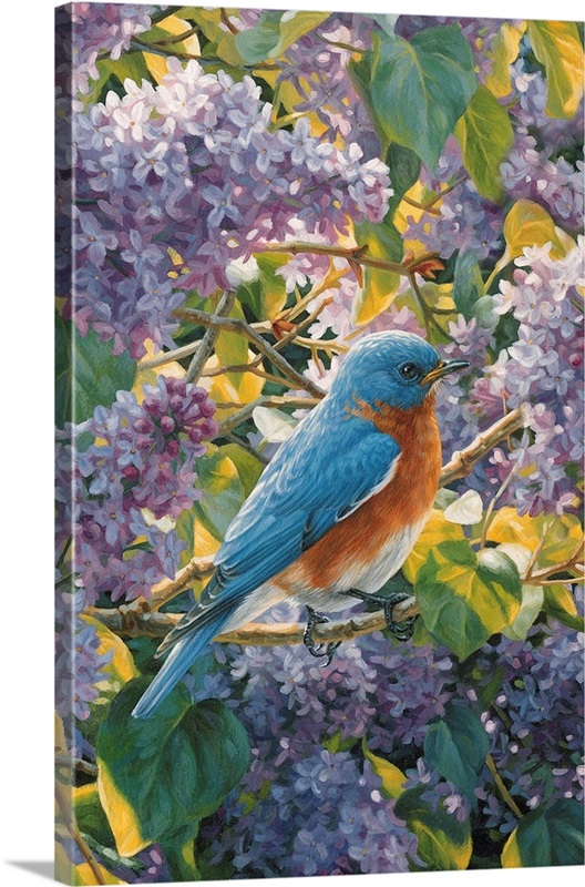 Spring Interlude - Eastern Bluebird Detail | Great Big Canvas