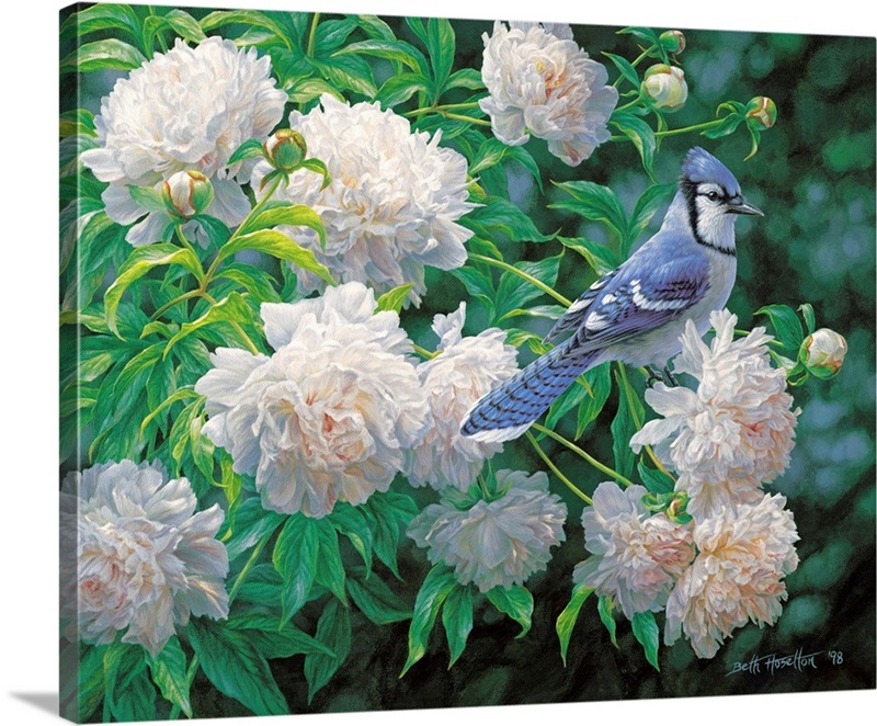 Summer Solstice - Blue Jay In Peonies | Great Big Canvas