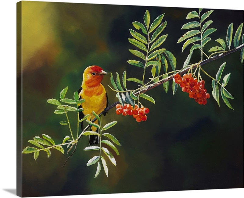 Western Tanager | Great Big Canvas