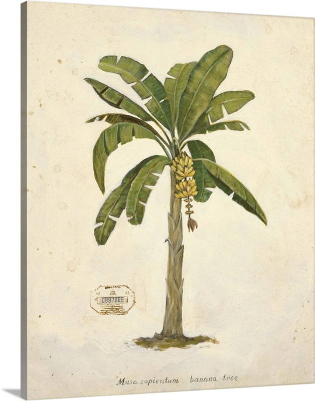 Banana Palm Illustration | Great Big Canvas