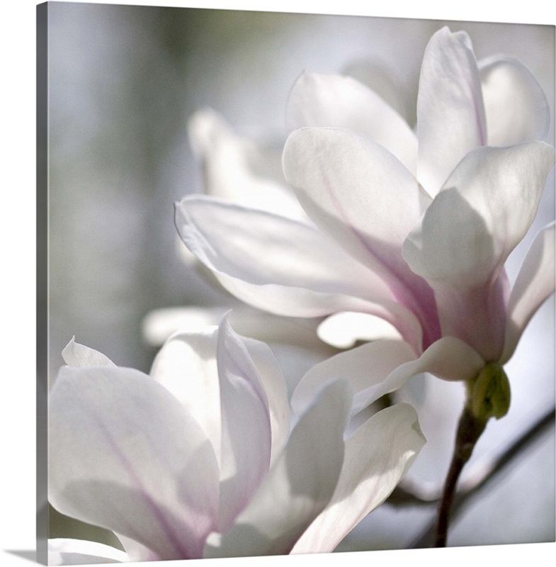 Ivory Magnolia | Great Big Canvas