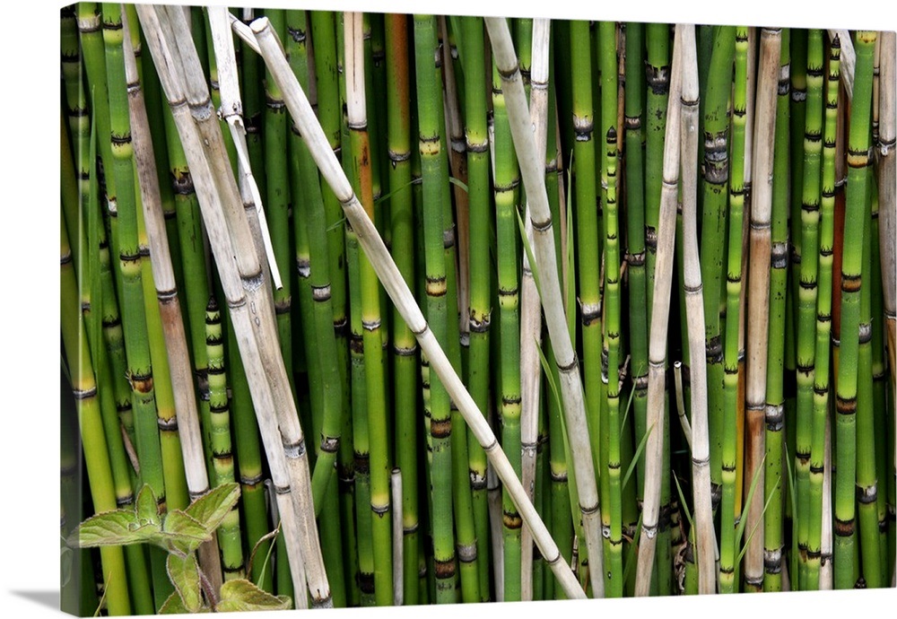 Nature Shapes II Wall Art, Canvas Prints, Framed Prints, Wall Peels ...