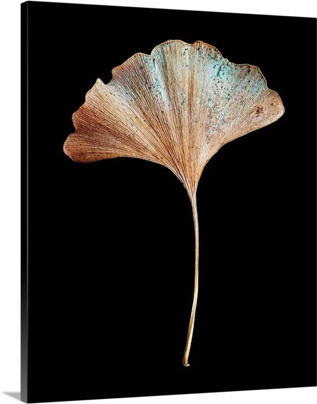 Rustic Leaf I | Great Big Canvas