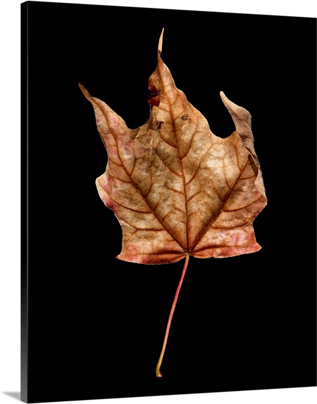 Rustic Leaf III | Great Big Canvas