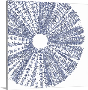 Sepia Shell Life II Wall Art, Canvas Prints, Framed Prints, Wall Peels ...