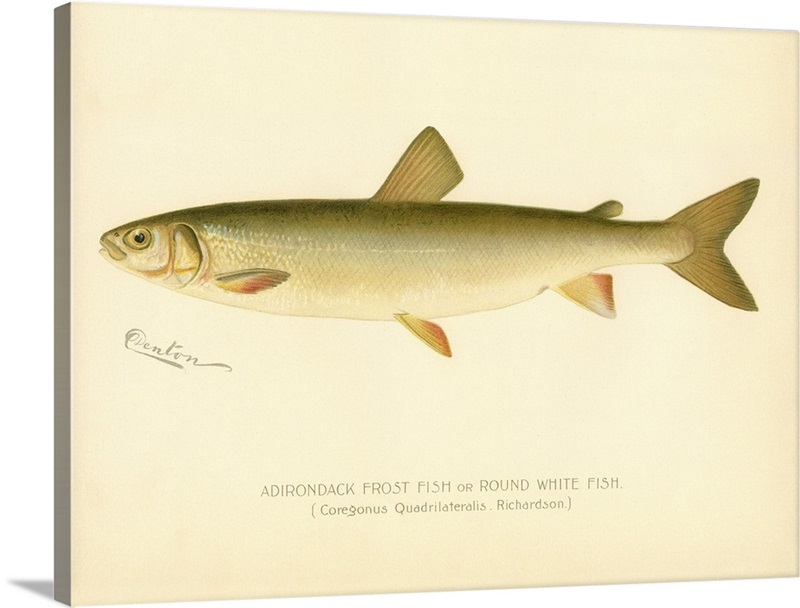 Adirondack Frost Fish | Great Big Canvas