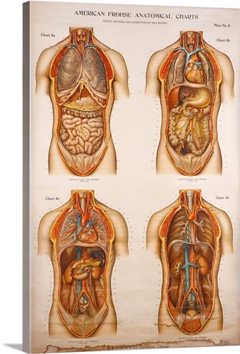 American Frohse Anatomical Wallcharts, Plate II | Great Big Canvas