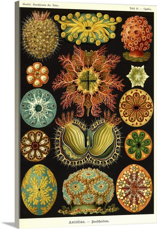 Ascidiae | Great Big Canvas