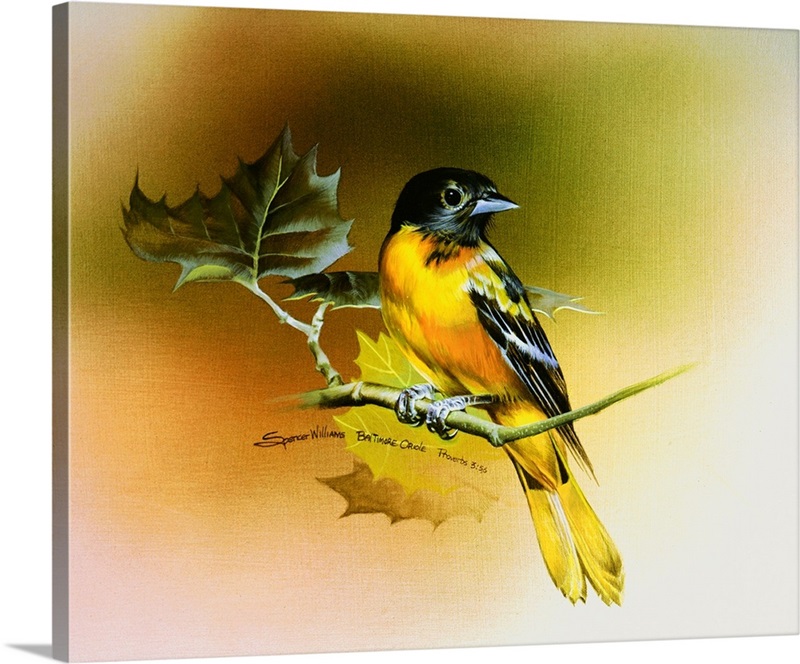 Baltimore Oriole | Great Big Canvas