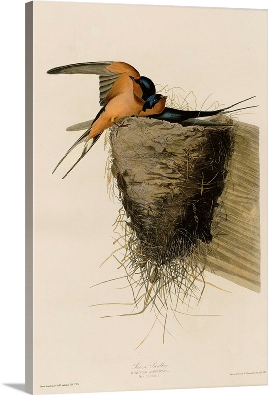 Barn Swallow | Great Big Canvas