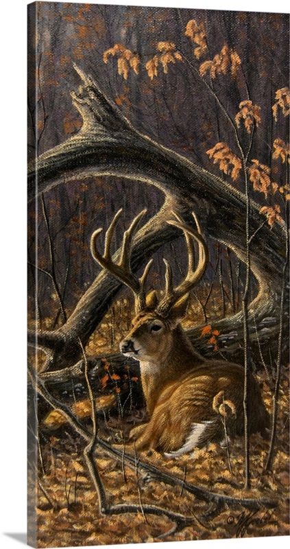 Bedded Buck | Great Big Canvas