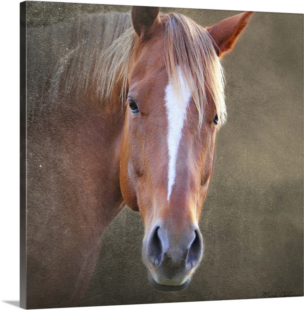 Brown Horse with white blaze Wall Art, Canvas Prints, Framed Prints ...