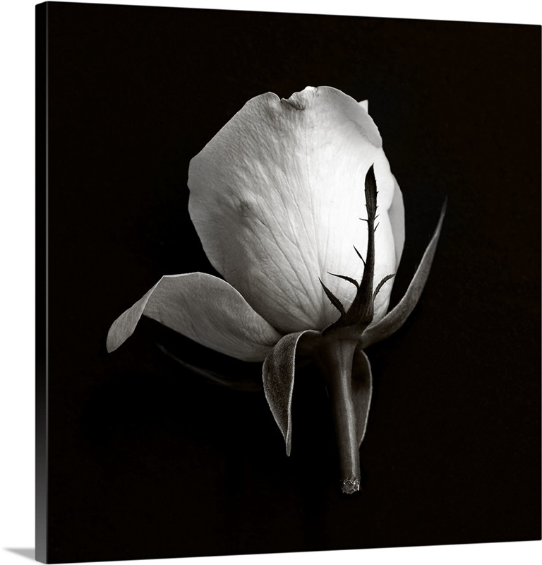 BW Rose on Black 01 | Great Big Canvas
