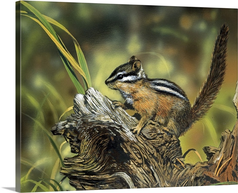 Chipmunk | Great Big Canvas