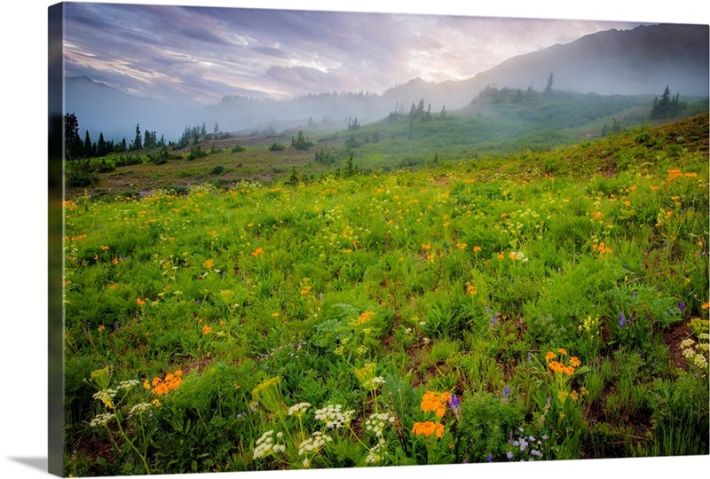 Colorado Flowers | Great Big Canvas