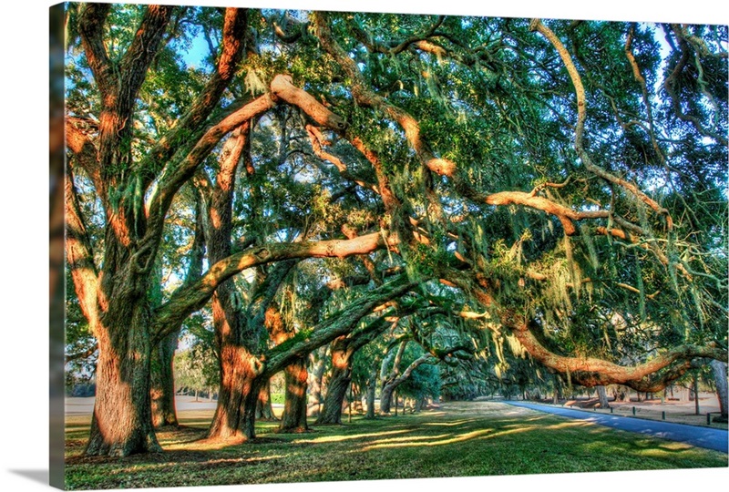 Jeckel Island Treeline | Great Big Canvas