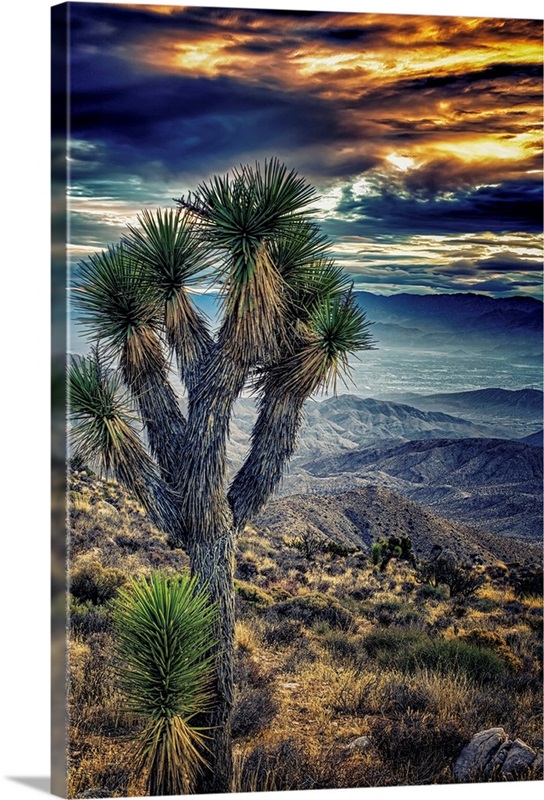 Joshua Tree Sunset | Great Big Canvas