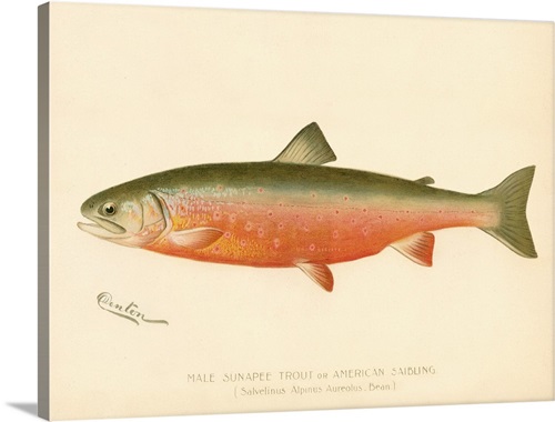 Male Sunapee Trout | Great Big Canvas