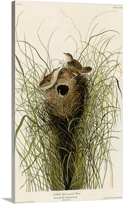 Nuttall's Lesser-Marsh Wren | Great Big Canvas