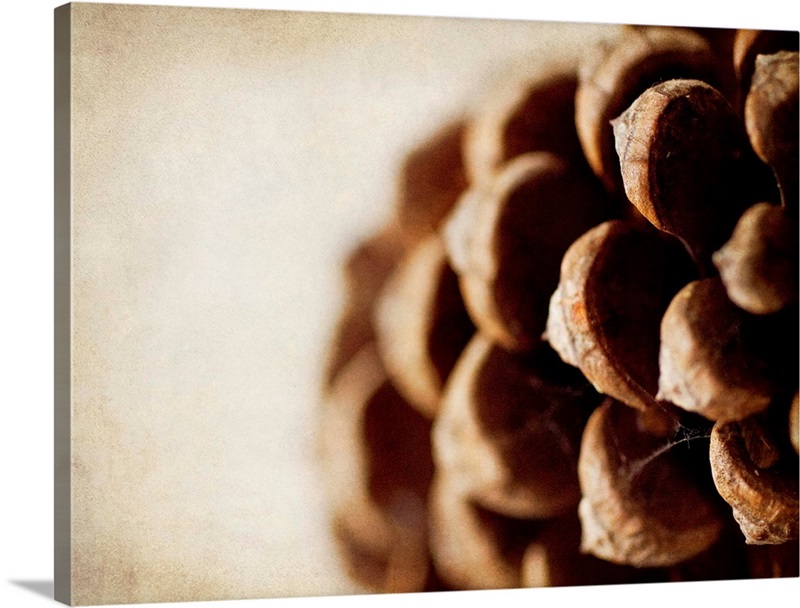 Pine Cone | Great Big Canvas