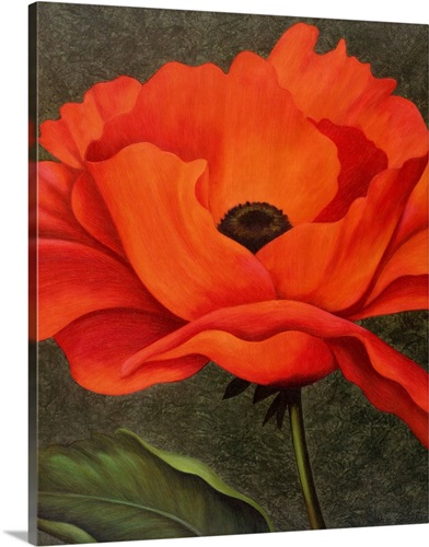 Red Poppy | Great Big Canvas