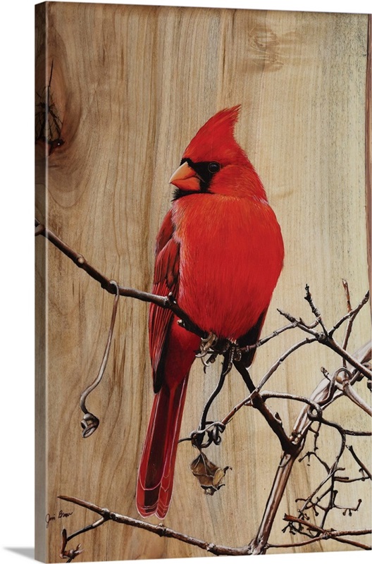 Regal Cardinal | Great Big Canvas