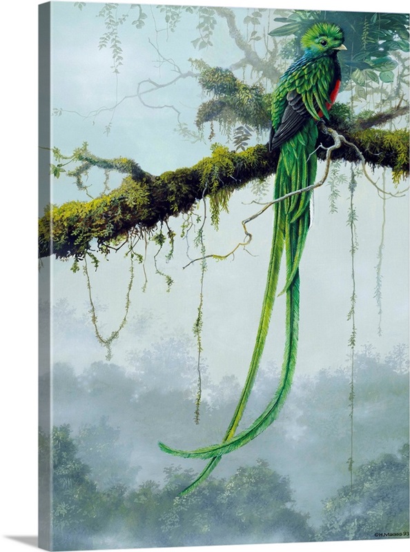 Resplendent Quetzal | Great Big Canvas