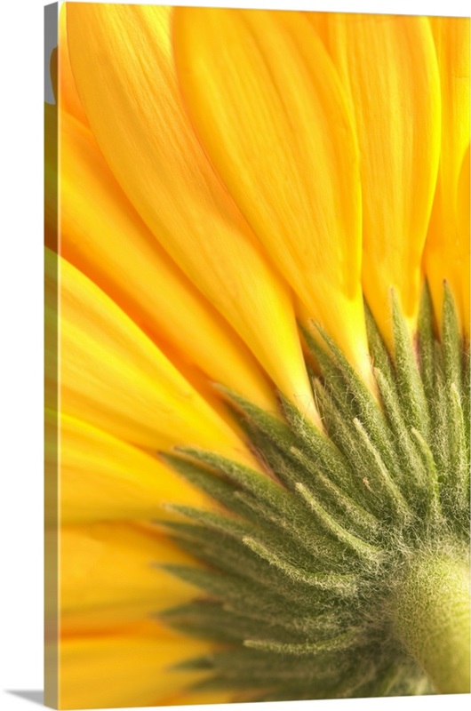 Reverse Of Yellow Flower | Great Big Canvas