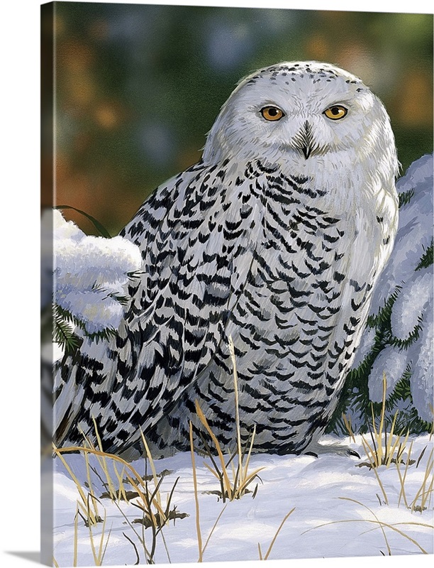Snowy Owl | Great Big Canvas