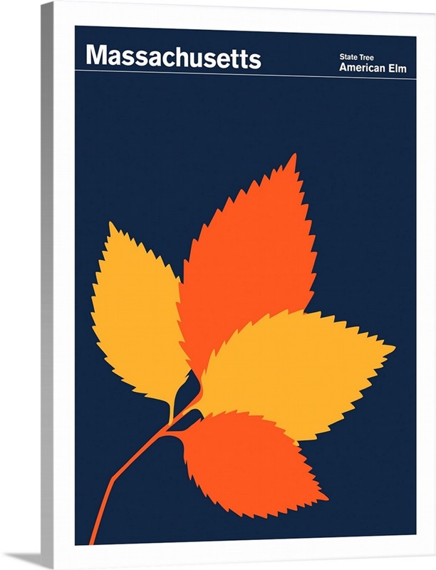 State Posters - Massachusetts State Tree: American Elm | Great Big Canvas