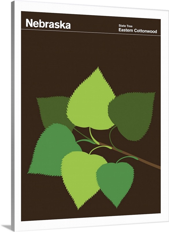 State Posters - Nebraska State Tree: Eastern Cottonwood Wall Art ...