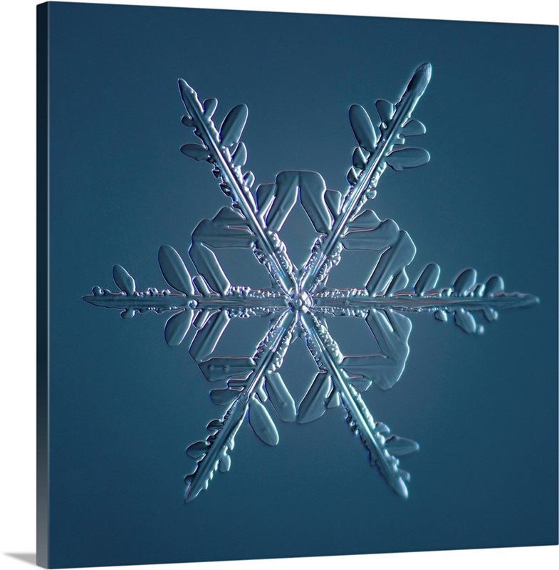 Stellar Dendrite Snowflake | Great Big Canvas