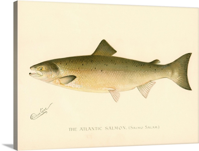 The Atlantic Salmon | Great Big Canvas