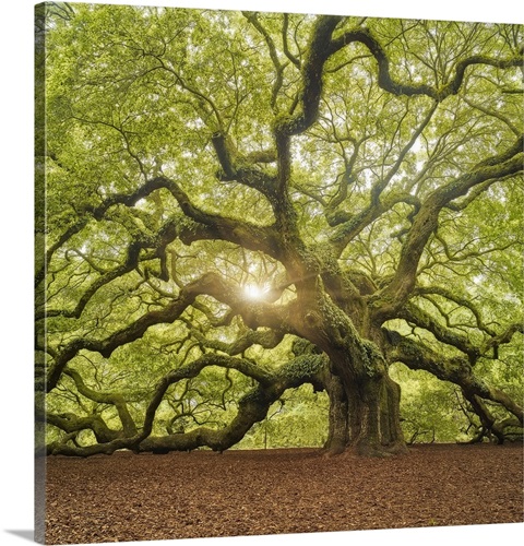 The Tree II | Great Big Canvas