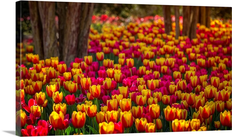 Tulip Sea | Great Big Canvas